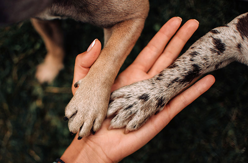 Products Stef Official site